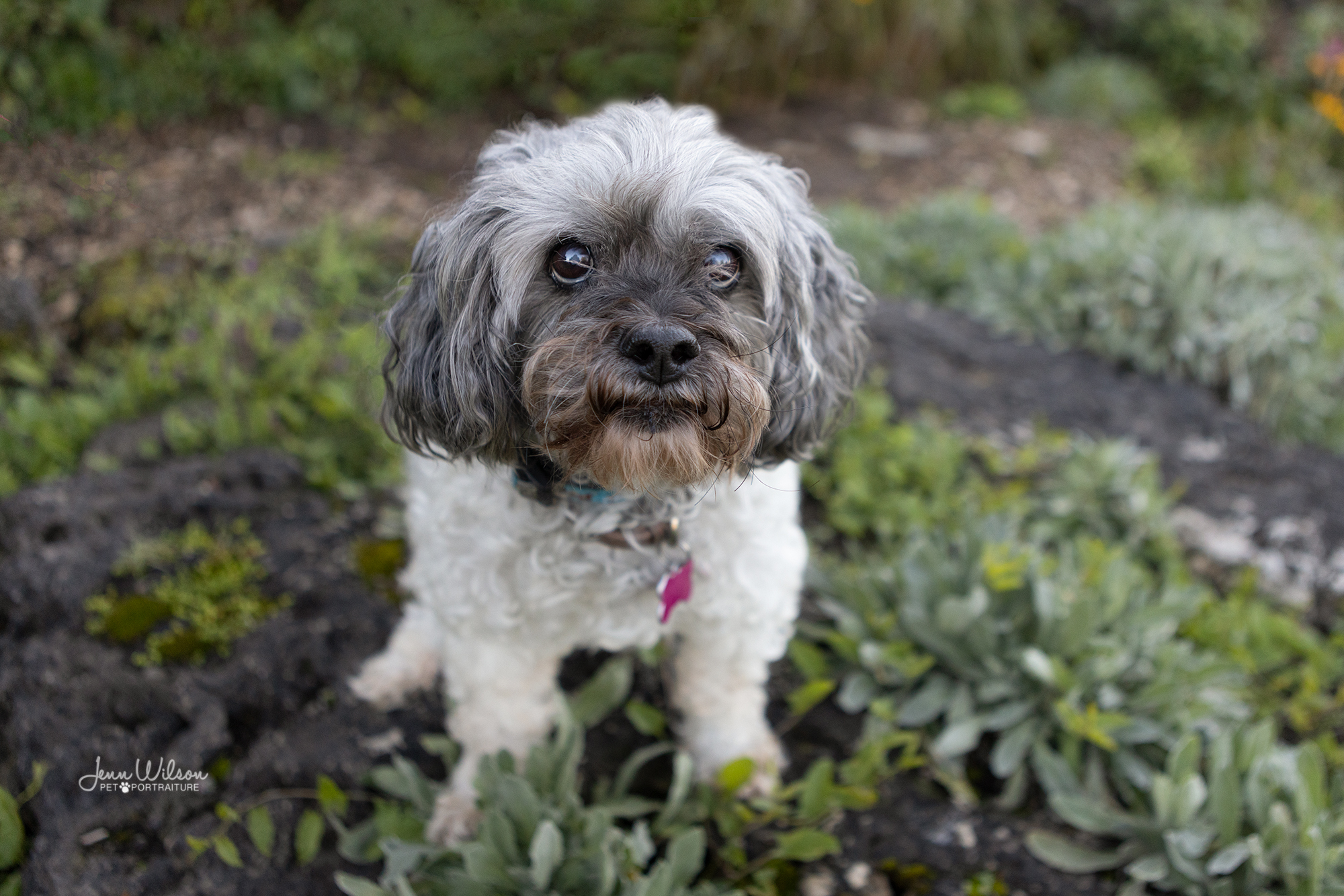 Kylo - Pound Dog Rescue