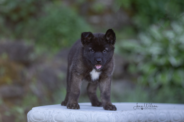 Brooke 3 – Pound Dog Rescue