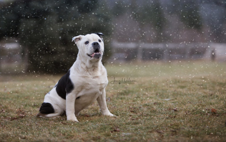 Pound Dog Rescue – Ain't nothing like a pound dog!