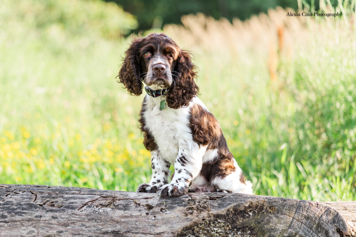 Alfred – Pound Dog Rescue