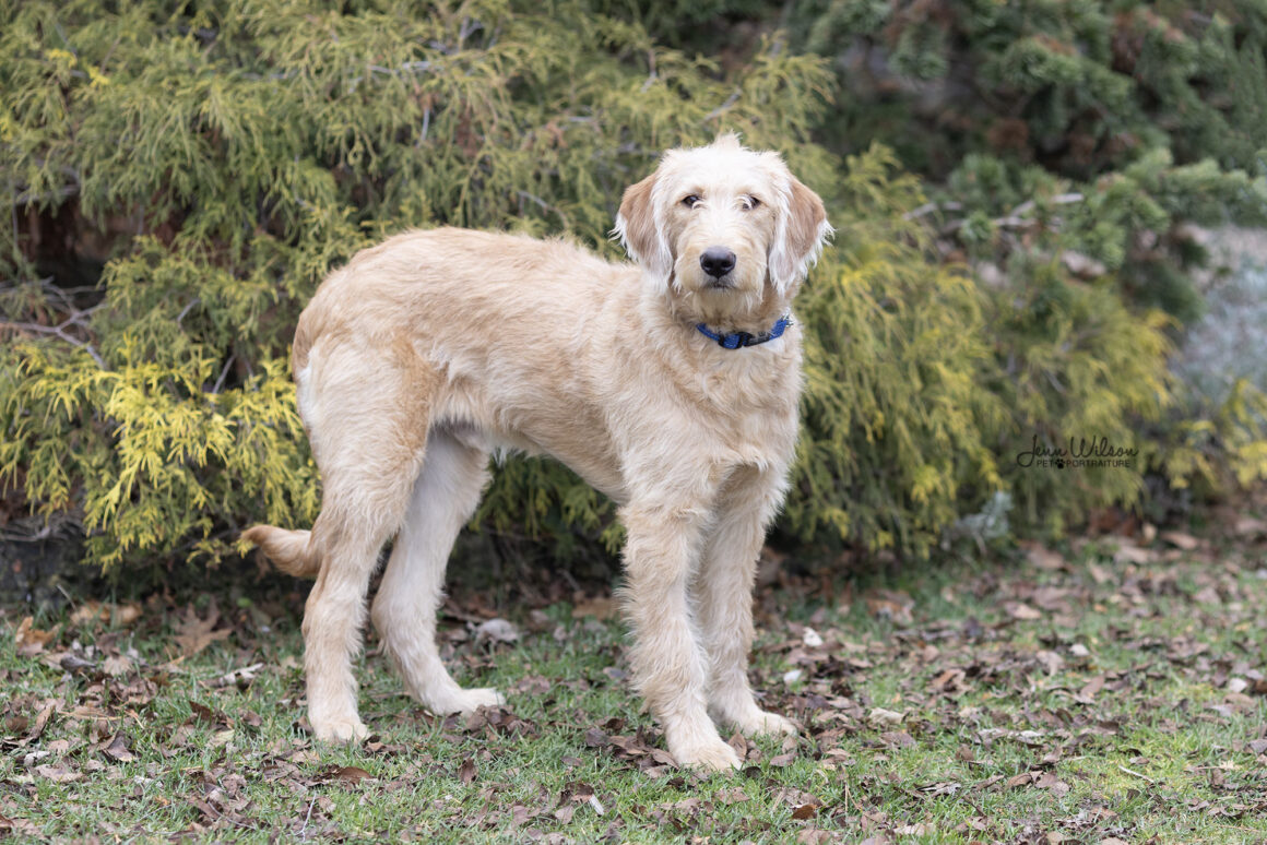 Auggie - Pound Dog Rescue