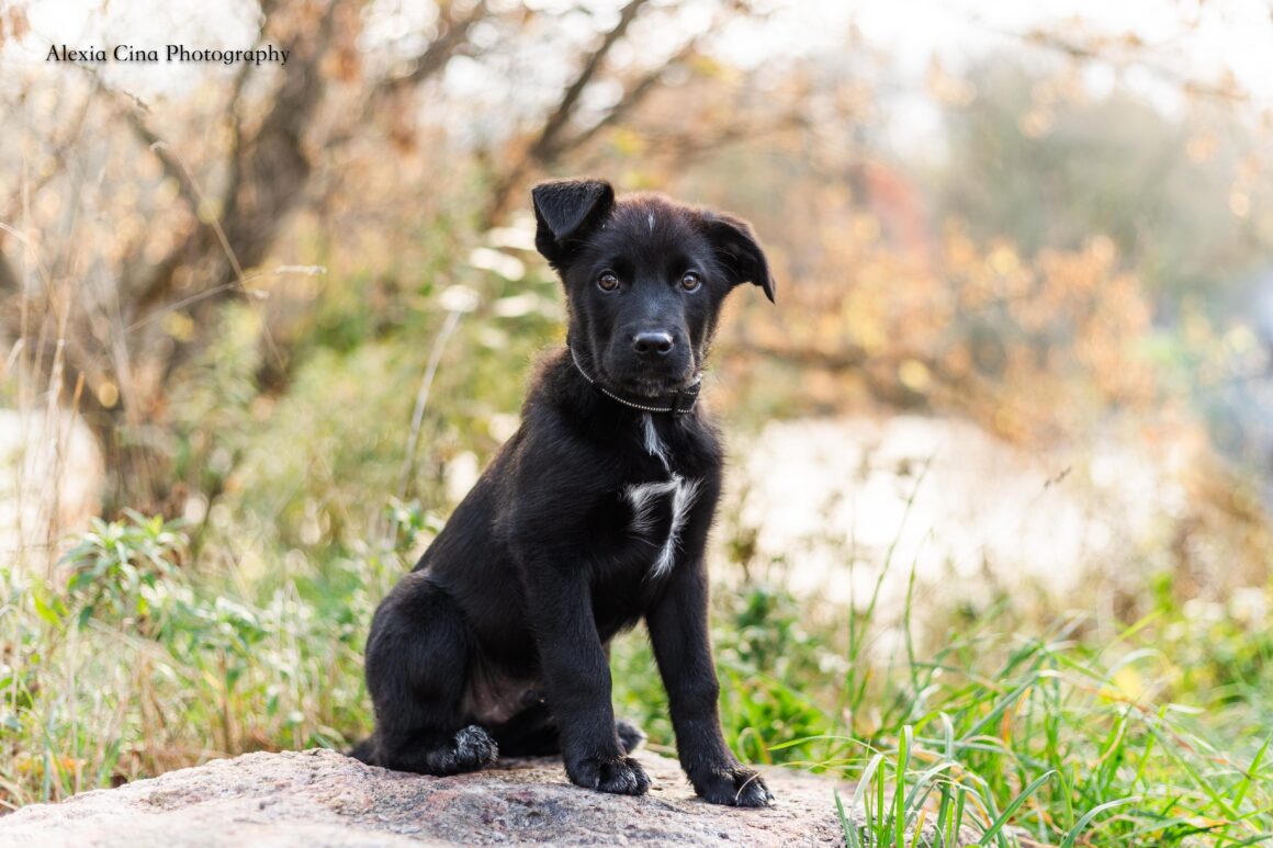 Barger – Pound Dog Rescue