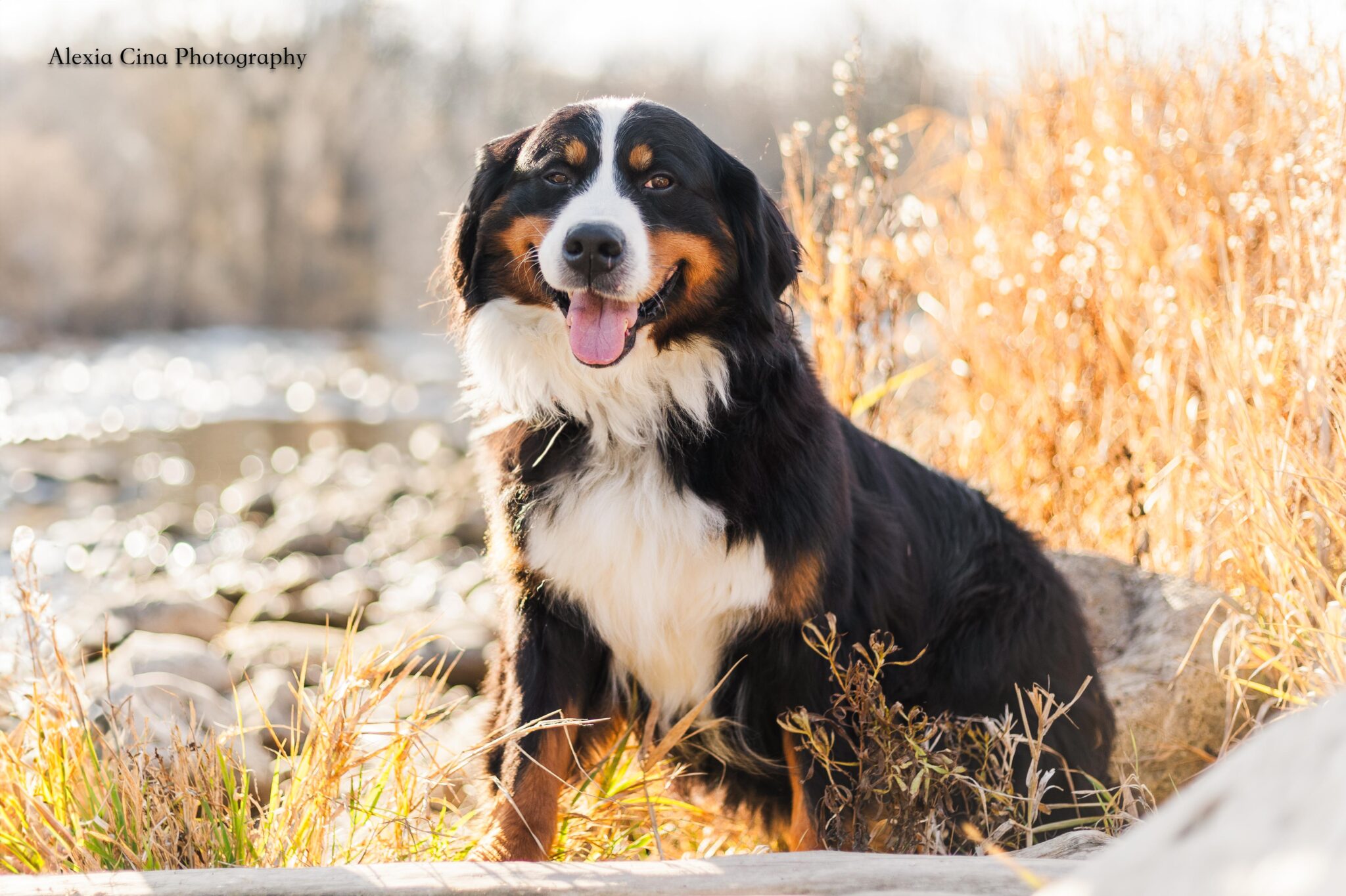Bernice – Pound Dog Rescue