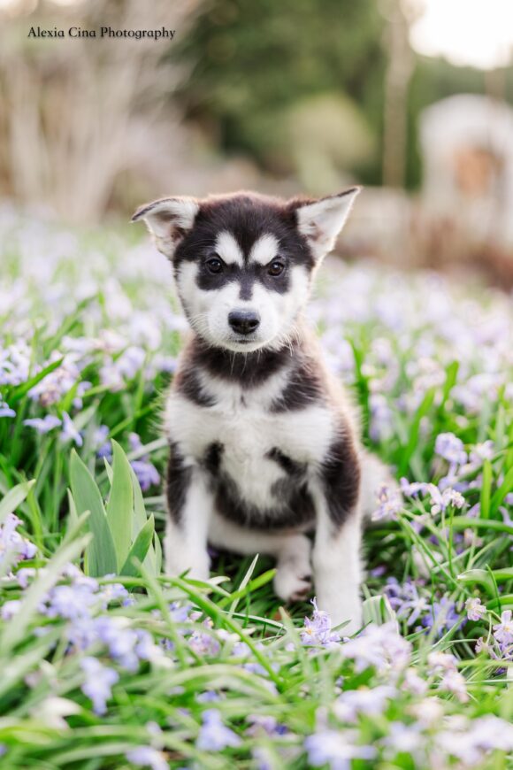 Blitz – Pound Dog Rescue