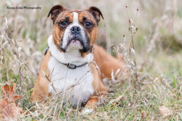 Bubba – Pound Dog Rescue