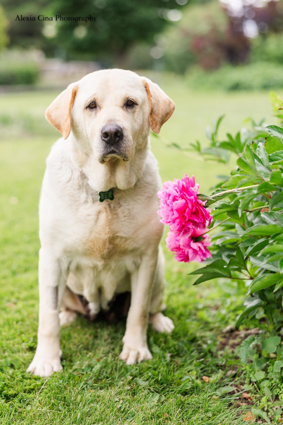 Cassie – Pound Dog Rescue