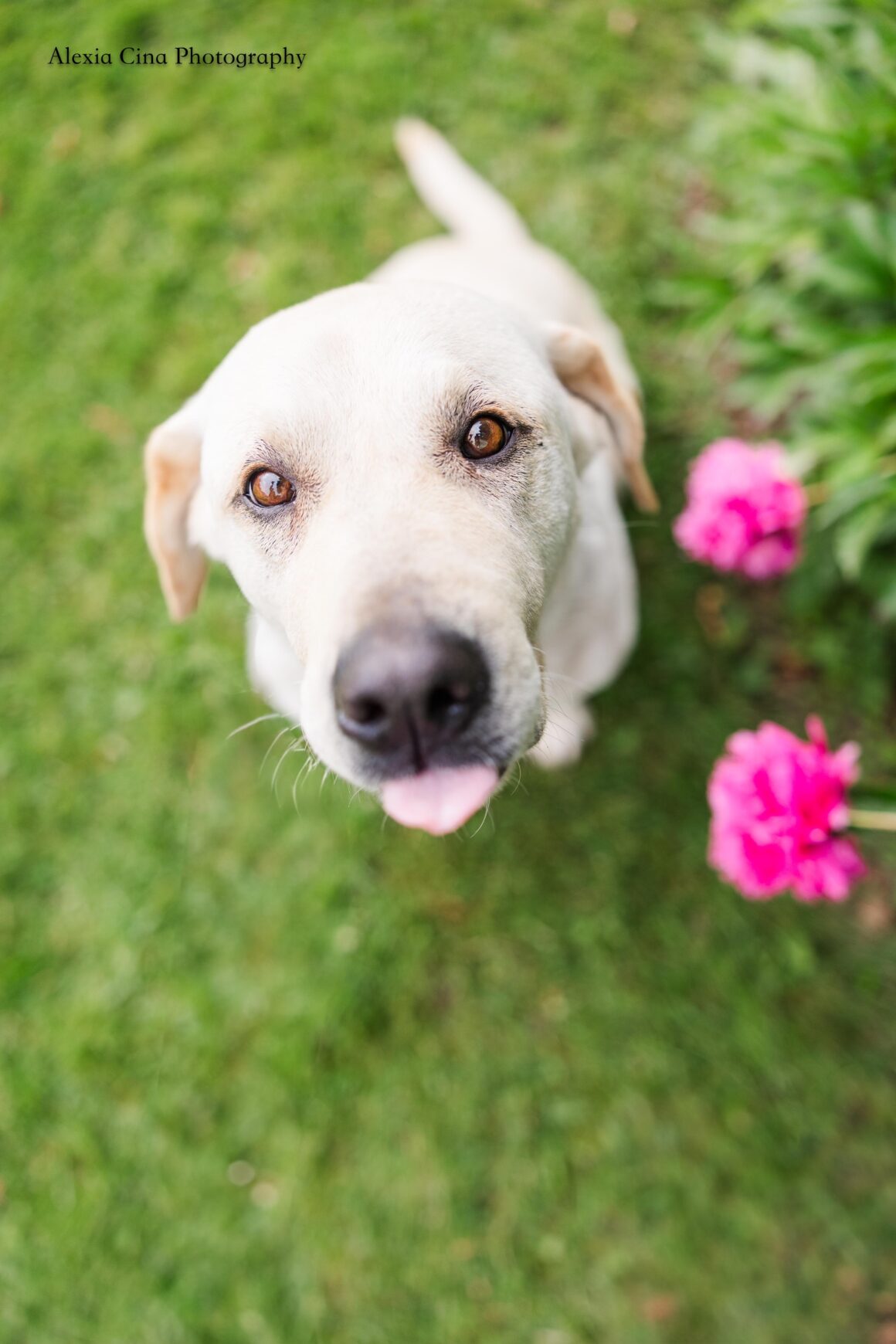 Cassie – Pound Dog Rescue