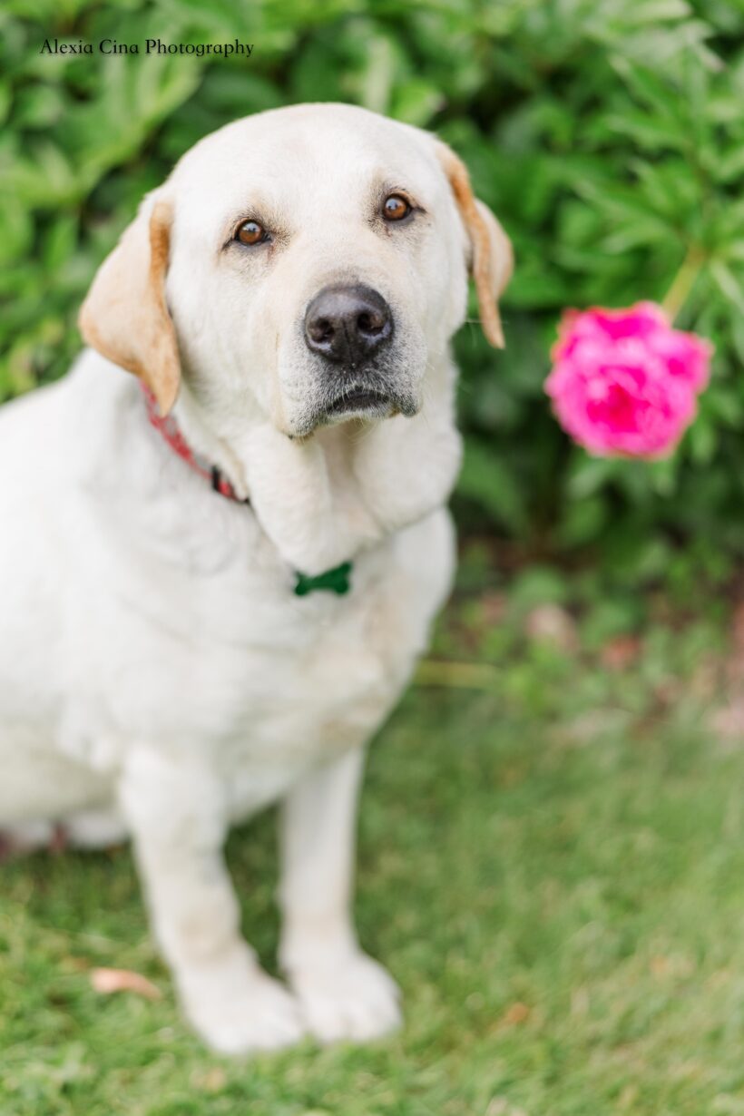 Cassie – Pound Dog Rescue