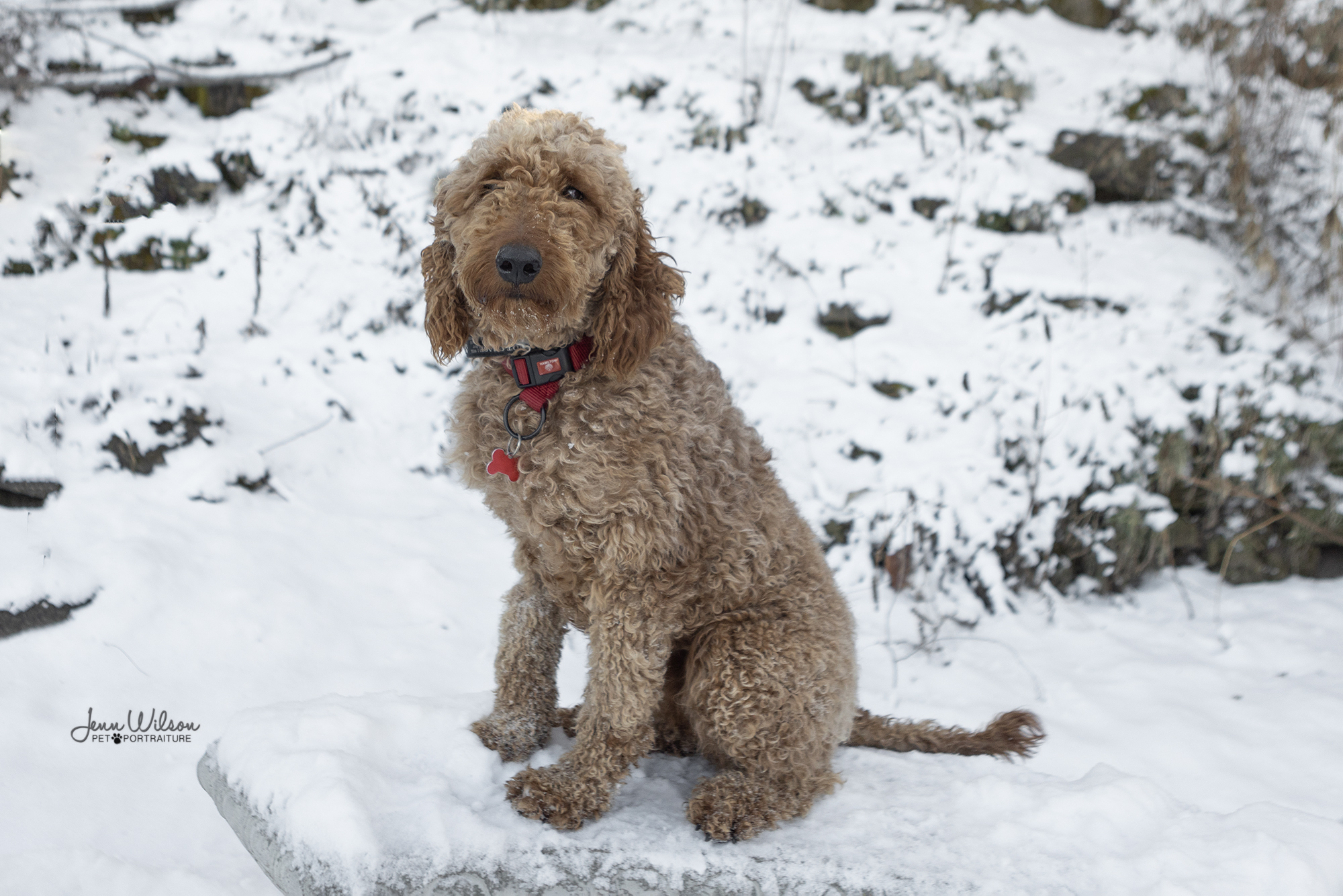 Dawn – Pound Dog Rescue