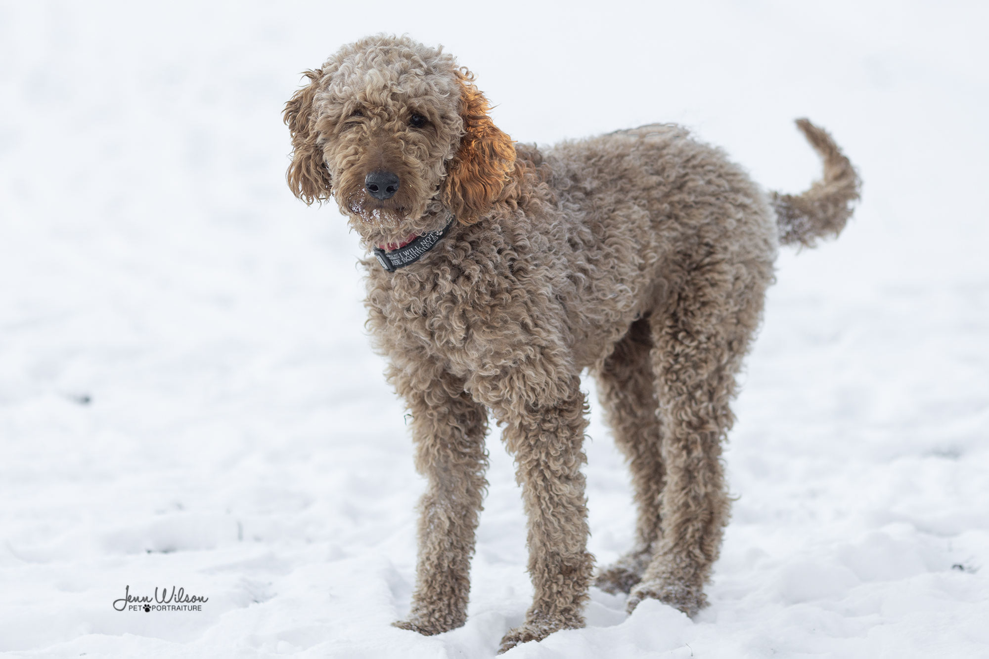 Dawn – Pound Dog Rescue