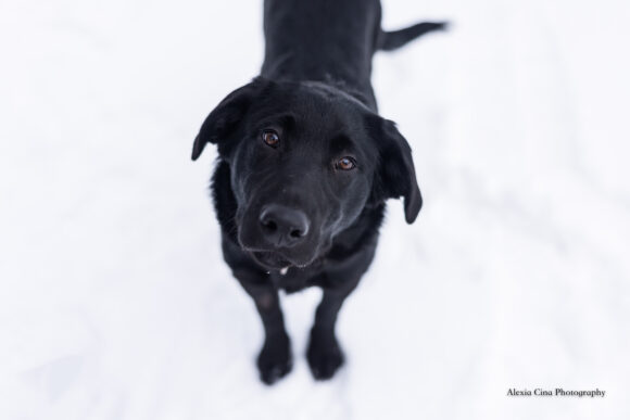 Greg – Pound Dog Rescue