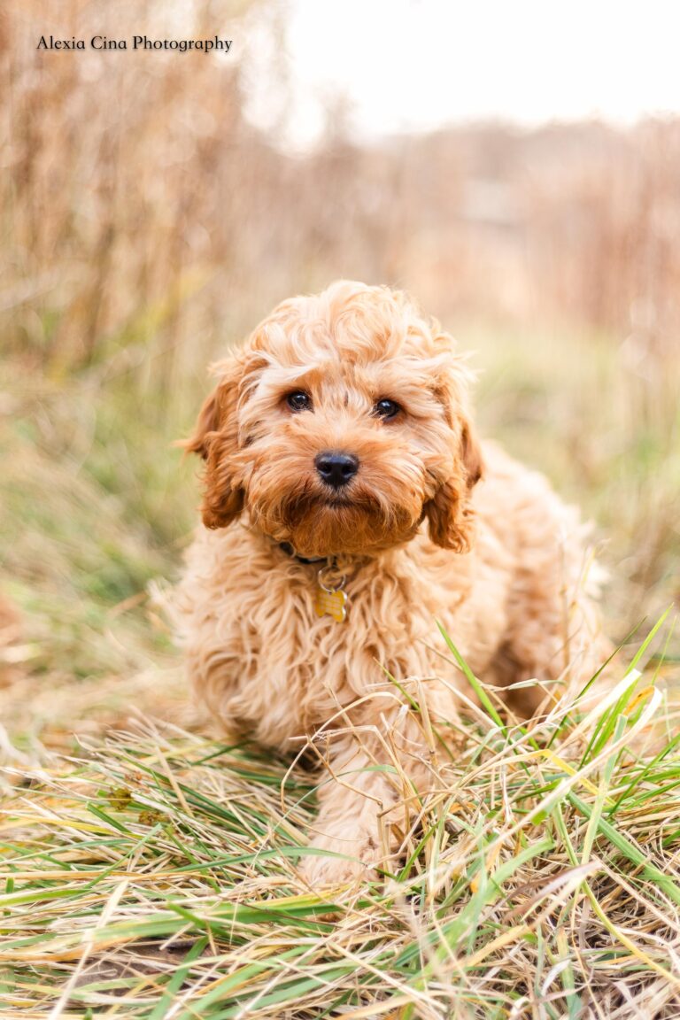 Isaac – Pound Dog Rescue