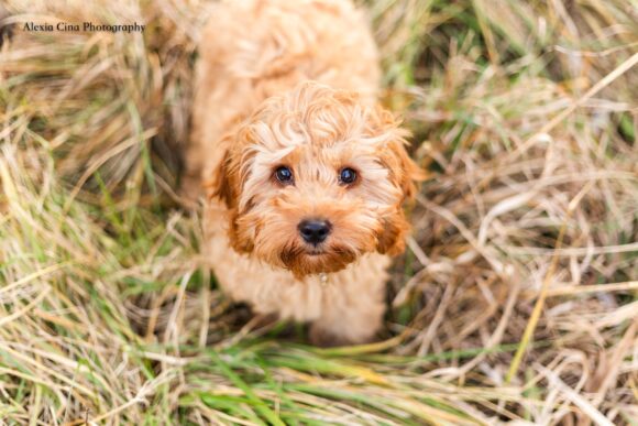 Isaac – Pound Dog Rescue