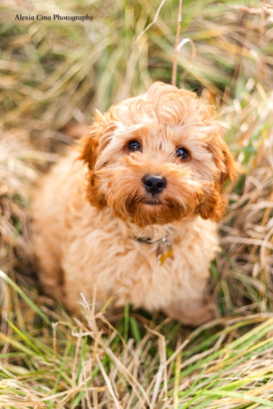 Isaac – Pound Dog Rescue