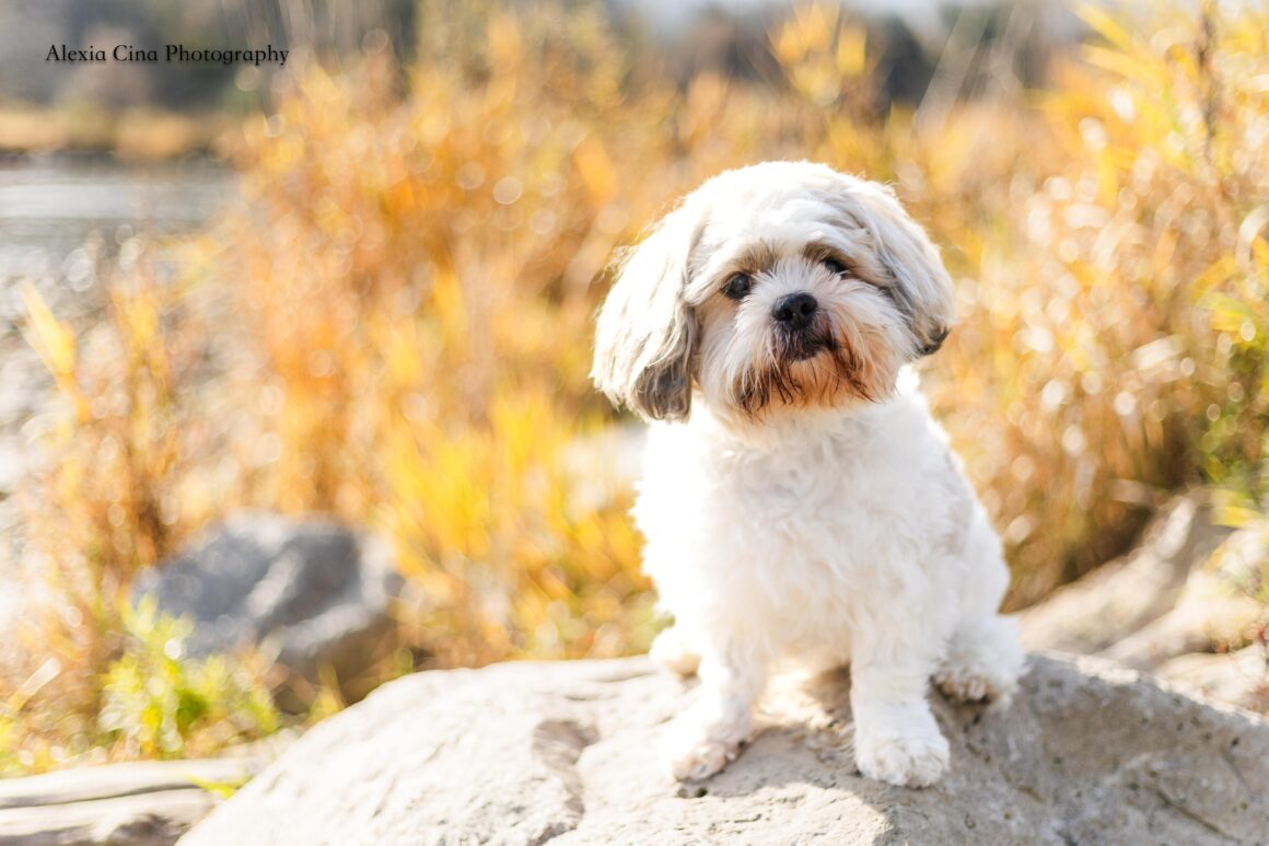 Jackpot – Pound Dog Rescue