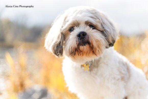 Jackpot – Pound Dog Rescue