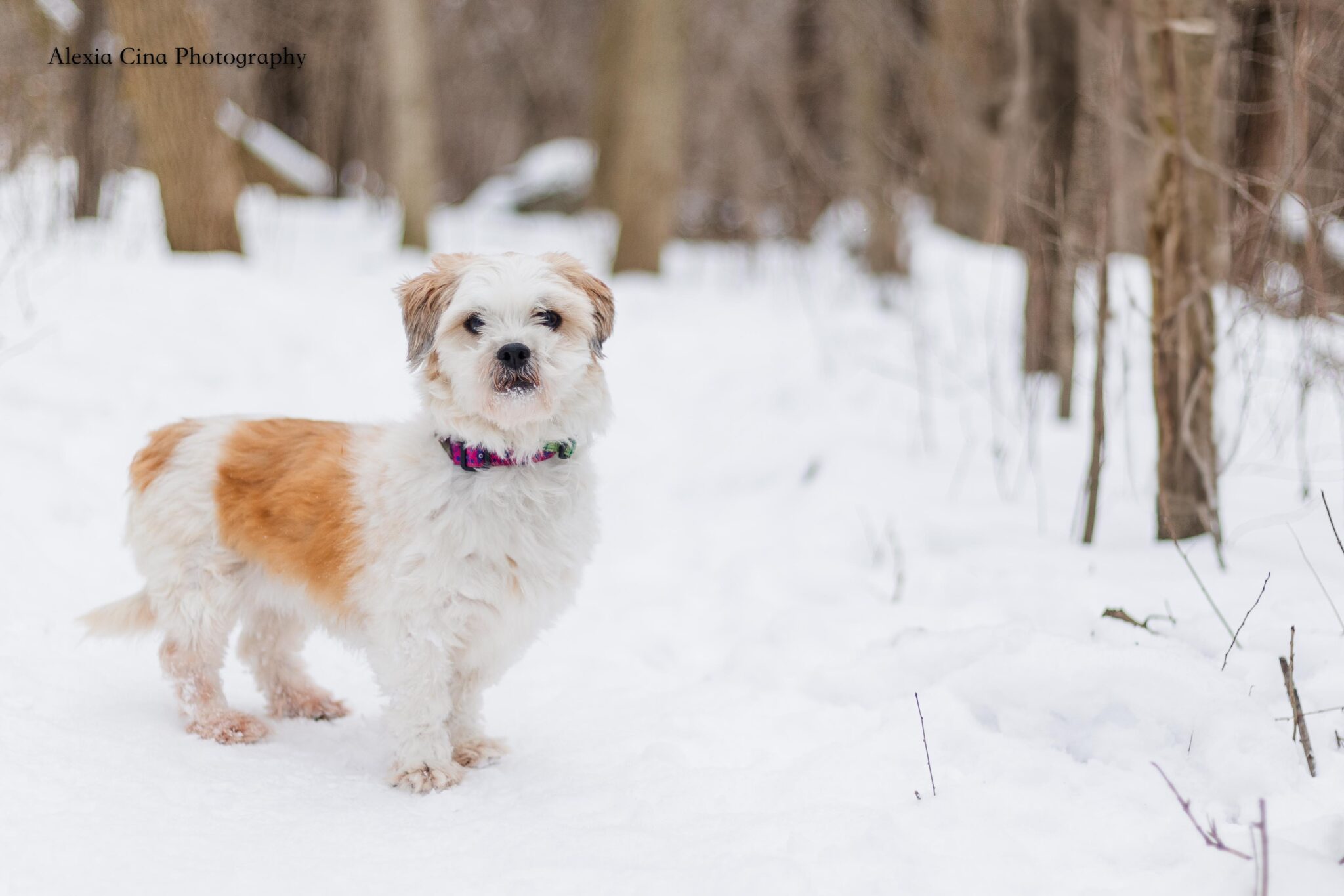 Jane – Pound Dog Rescue