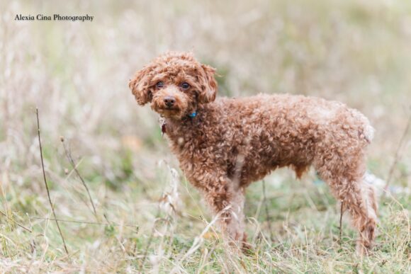 Kenny – Pound Dog Rescue