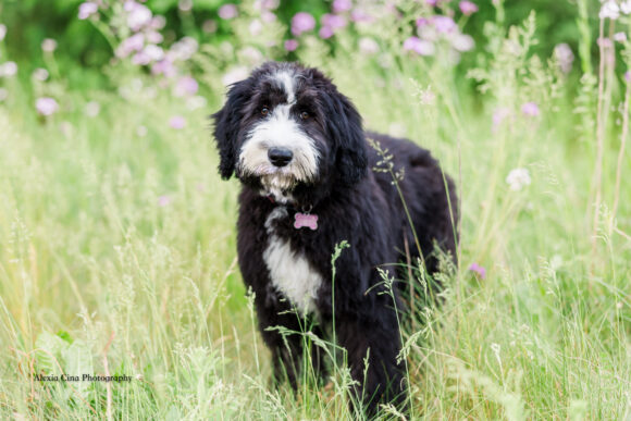 Shagger – Pound Dog Rescue
