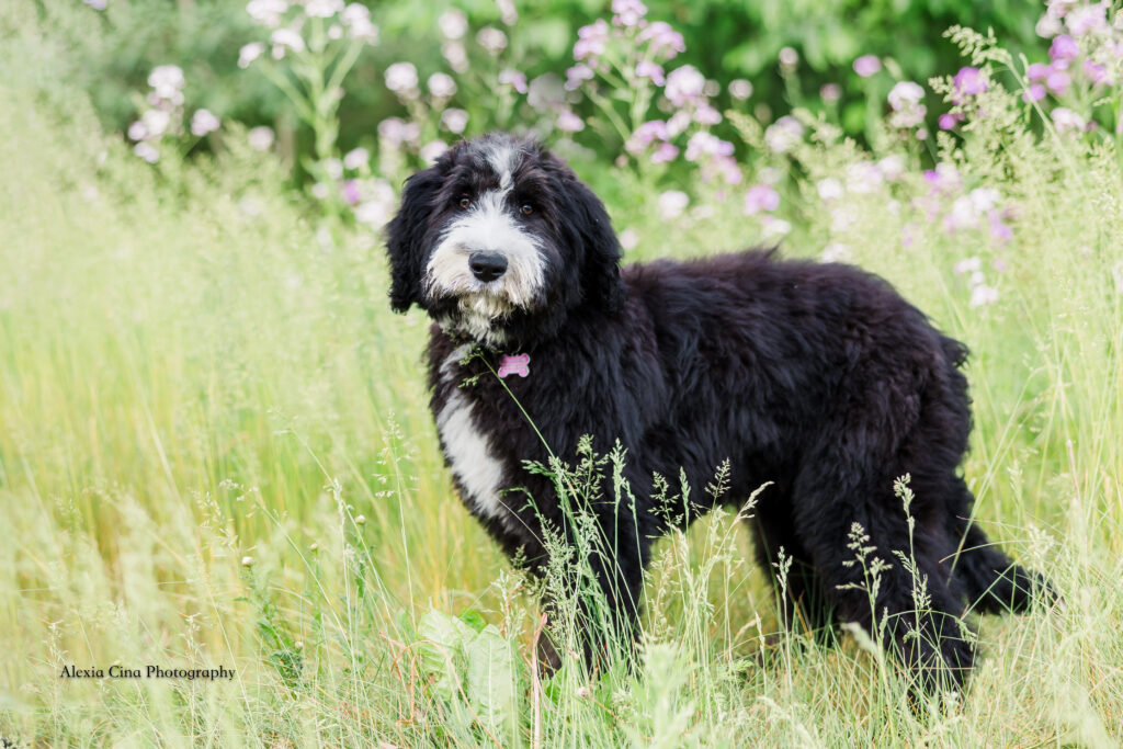 Shagger – Pound Dog Rescue