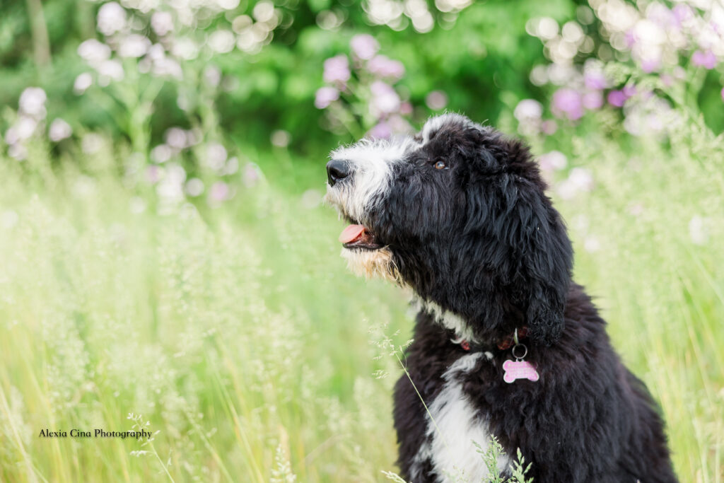 Shagger – Pound Dog Rescue