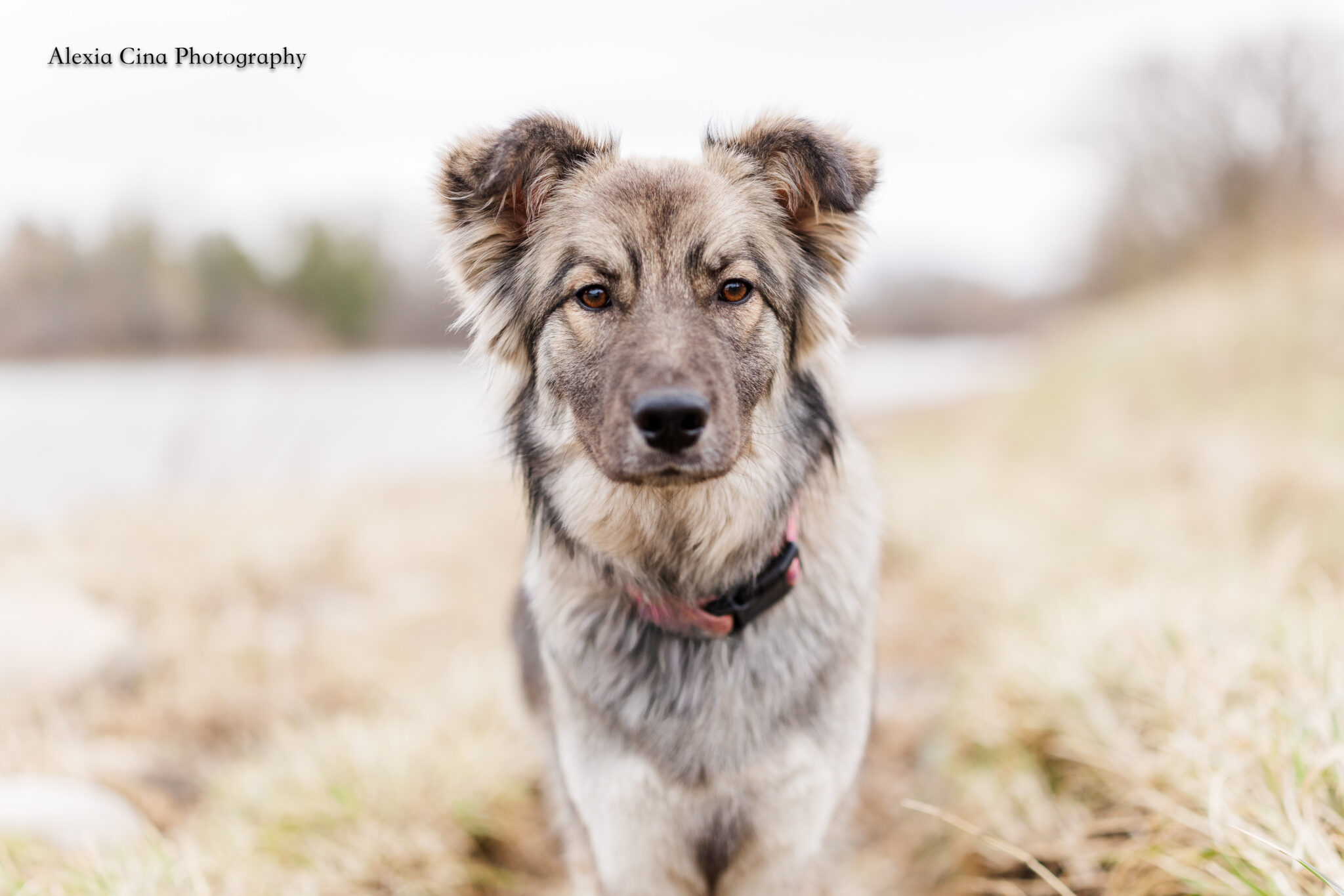 Silver – Pound Dog Rescue
