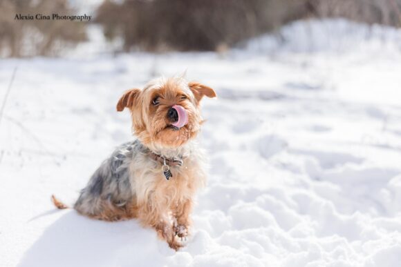 Tink – Pound Dog Rescue